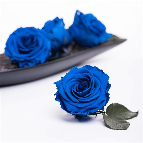 Verdissimo Premium 4 Heads Fora Nature