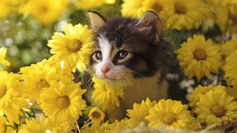 Cute Spring 1920x1080 Desktop Wallpapers 55 Images