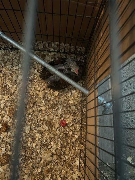 Salmon Faverolle Rooster Or Hen Rchickens