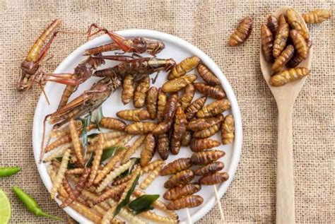 Agensi Makanan Singapura Benarkan Serangga Tertentu Sebagai Makanan