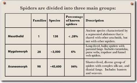 What Are Spiders Arachnophilia Online Exhibitions Across Cornell