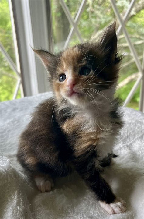 Adoption Process Start Your Journey — Heritage Springs Maine Coons Catharpin Va