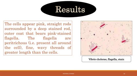 Bacterial Staining Ppt Pdf