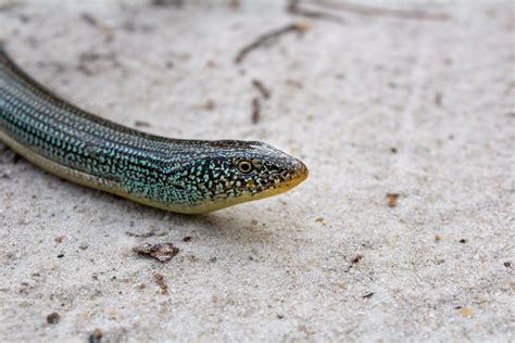 Eastern Glass Lizard Reptiles And Amphibians Of Mississippi