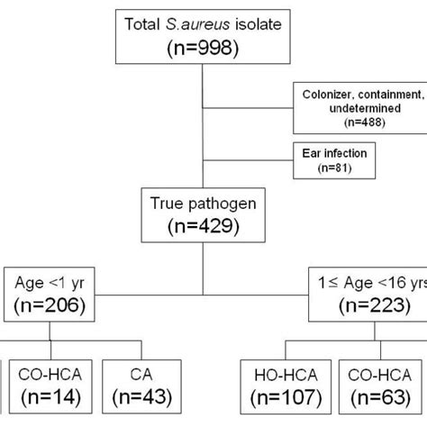Schematic Diagram To Classify Staphylococcus Aureus Isolate As Download Scientific Diagram