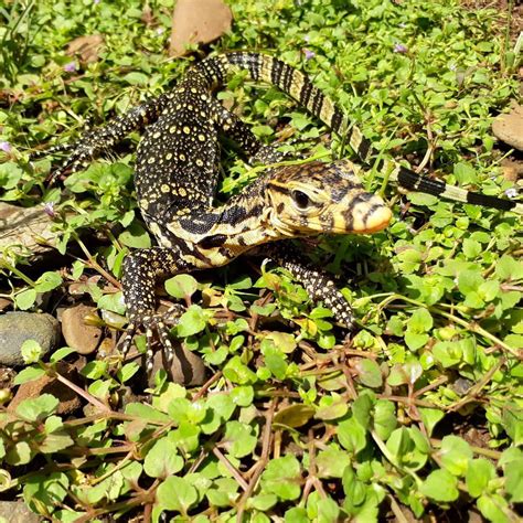 Javan Water Monitor Ali Reptiles