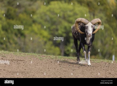 One Male Snow Sheep Ovis Nivicola Or Siberian Bighorn Sheep Walks On