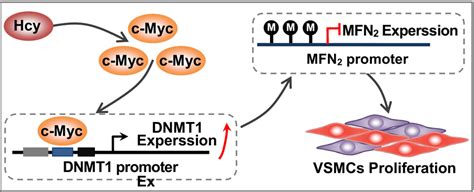 a proposed model of gene expression regulation in hcy‐induced vsmcs