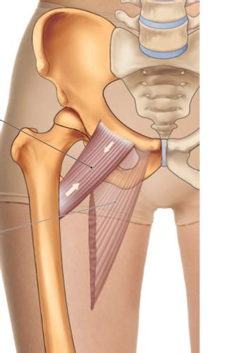 Neck External Rotators And Misc Flashcards Quizlet