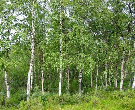 British Trees Identification Picture Quiz Of Alder Holly Beech
