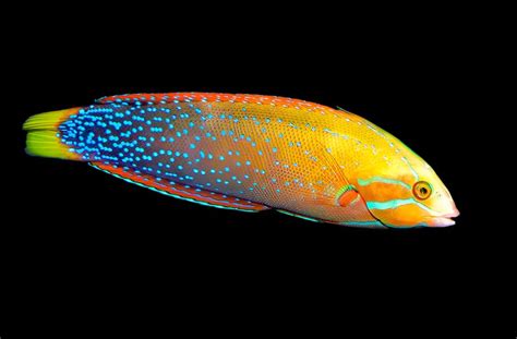 Red Coris Wrasse Aquarium Reefsolution Inc