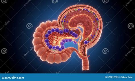 Nephron Structure Diagram Medical Science Cartoon Vector