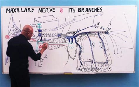 Maxillary Nerve Neuroanatomy Dr Najeeb Lectures