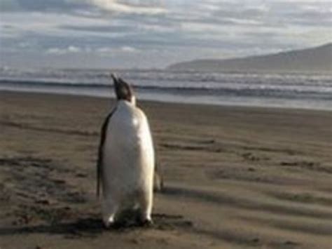 Lost Penguin From Antarctic Treated By New Zealand Vets Bbc Newsround