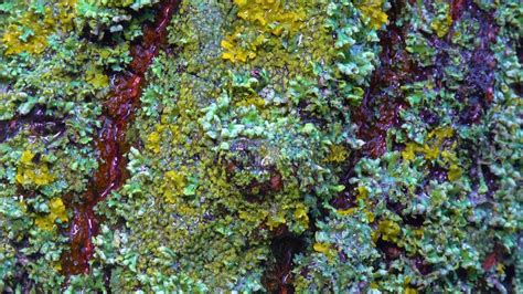 Lichens Overgrown Tree Trunk Symbiosis Of Fungus And Algae Indicator