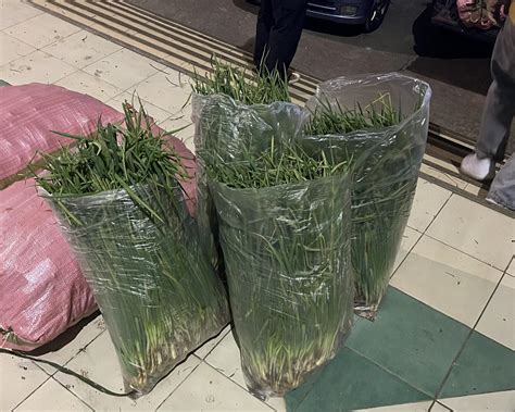 Alpha Phi Omega Alpha Phi Omega Lambda Nu Chapter