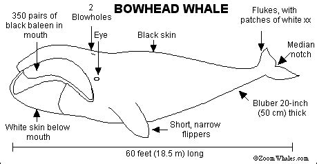 Bowhead Whales Can Live To 200 Years Old Dear Kitty Some Blog