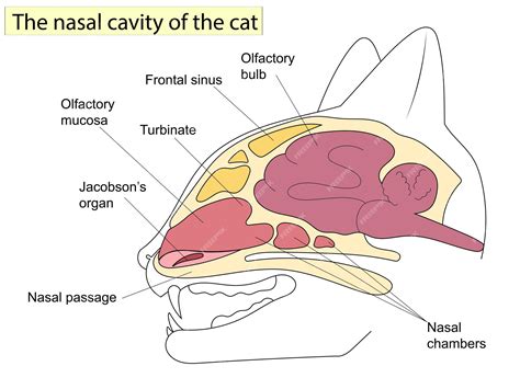 Sagittal Section Of A Cat Head Anatomy Cats For Basic Medical Education