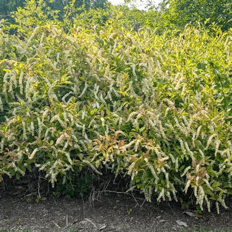 Summersweet Shrub
