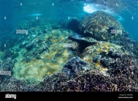 Underwater View Of Coral Reef On Pigeon Island National Park