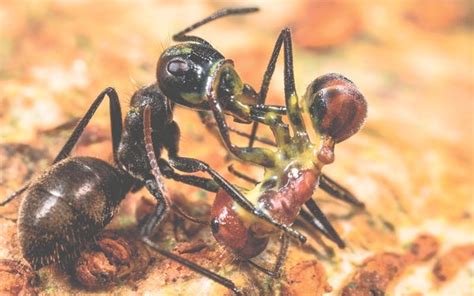 These Ants Protect The Colony By Blowing Themselves Up Atlas Obscura