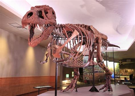 Sue Tyrannosaurus Rex Fotografía Editorial Imagen De Turismo 161933017