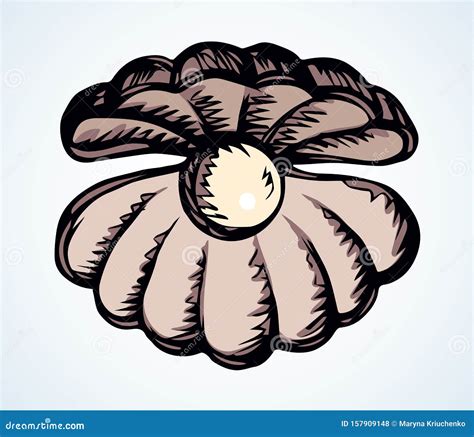 Shell With A Pearl Vector Drawing 157909148