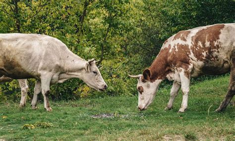 Factors Affecting Spermatogenesis In Male Animals Andrology