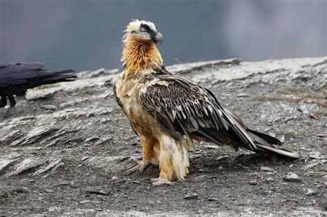 Lammergeiers Or Bearded Vultures Gypaetus Barbatus Earth Life