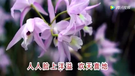 大年初一，祝福！视频阖家团圆平安