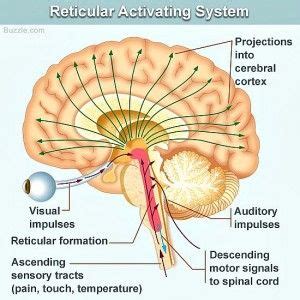Meet The Reticular Activating System Ras Artofit