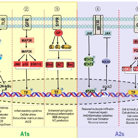 Intracellular Signaling Pathways For Astrocytic Transformation Download Scientific Diagram