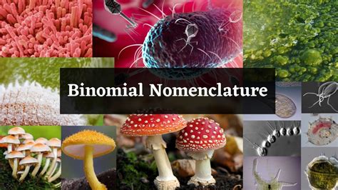 Human Microbiome And Normal Flora Of Human Body Biology Notes Online