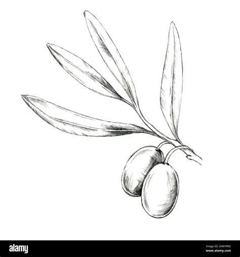Olive Branch With Two Detailed Olives And Narrow Leaves Isolated