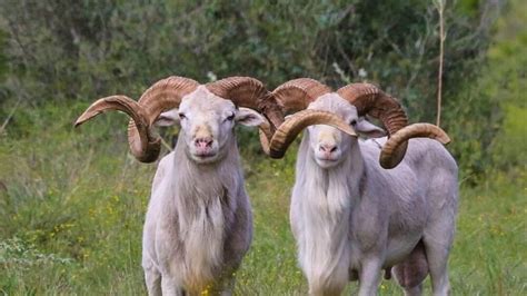 Texas Dall — Recordbuck Ranch