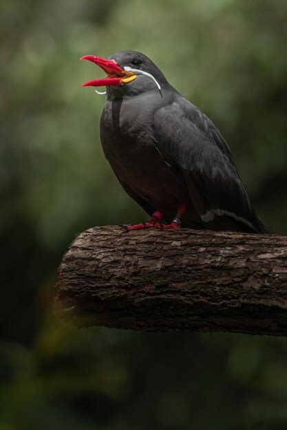 Premium Photo Inca Tern