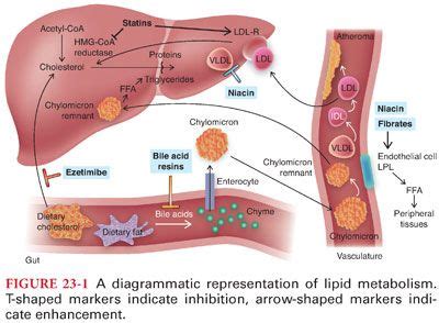 Lipid Lowering Medications Use Of Lipid Lowering Drugs And Associated