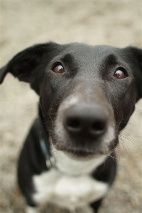 Tipper Border Collie Pointer Mix