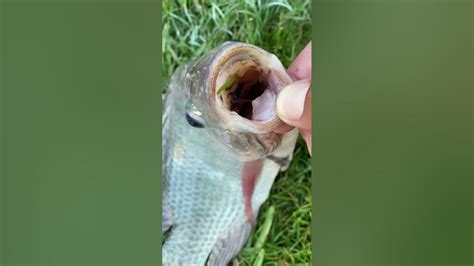 Worm Infested Fish Youtube