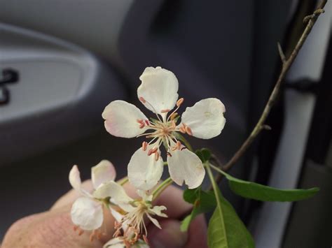 Fragrant Crabapple Identification Walter Reeves The Georgia Gardener