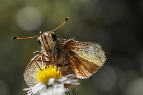 Moth Bug Flying Free Photo On Pixabay Pixabay