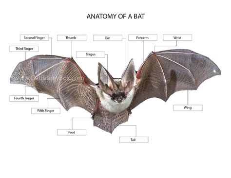 Bat Anatomy Diagram