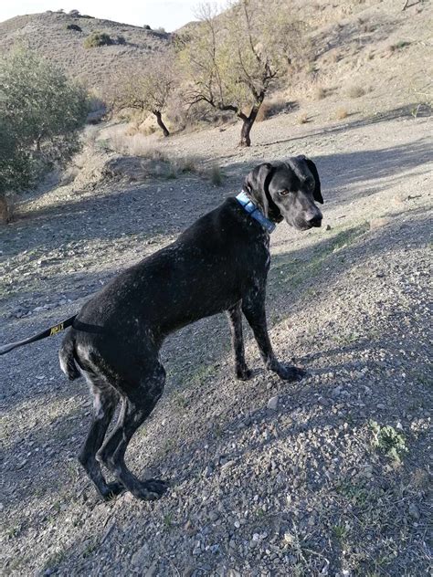 Florence Pointer Rescue Service