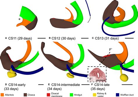 The Development Of The Cloaca In The Human Embryo Kruepunga 2018