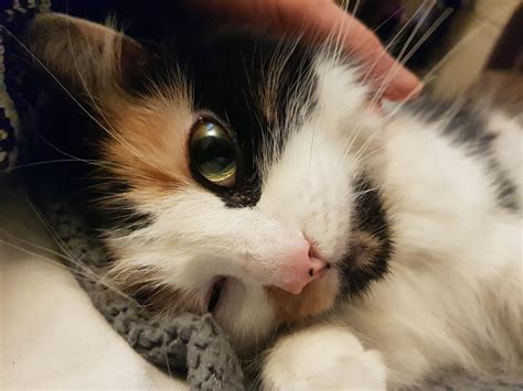 The Prettiest Kitty Deserves Love Reyebleach