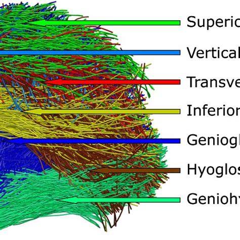 Side View Of The Segmented Fiber Tracts Of The Atlas Download