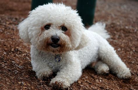 Bichon Frisé Adoption Canada Rescue And Rehoming 2024