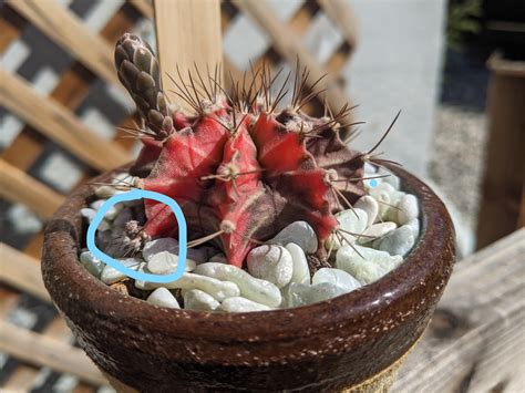 Is This A Pup R Cactus