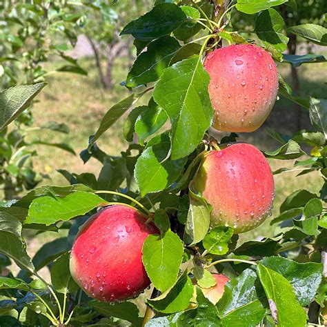 Krukodlat Fruktträd äpple Lovisa® E Köp Fruktträd Online Wexthuset