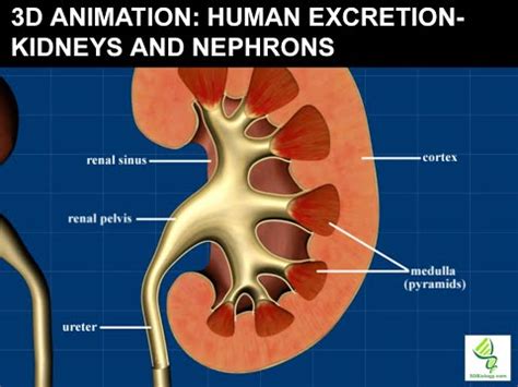 Nephron Function Animation